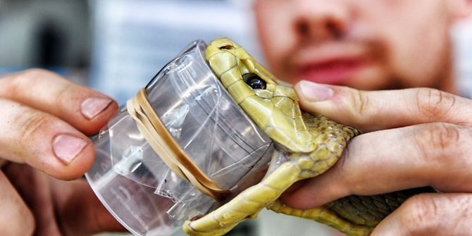 Snake milker adalah orang yang bertugas mengumpulkan bisa ular - Bang Yogi