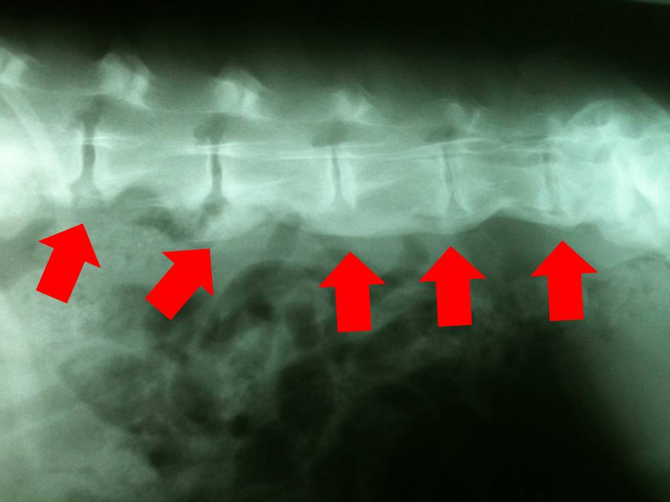 3 Dog Days: Spondylosis