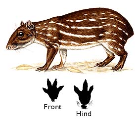 Uruguay y sus curiosidades-Uruguay and its curiosities: UNKNOWN RODENT ...