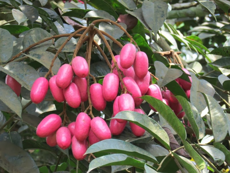 Murray & Candace's Adventures: Congo Cultural Tour...