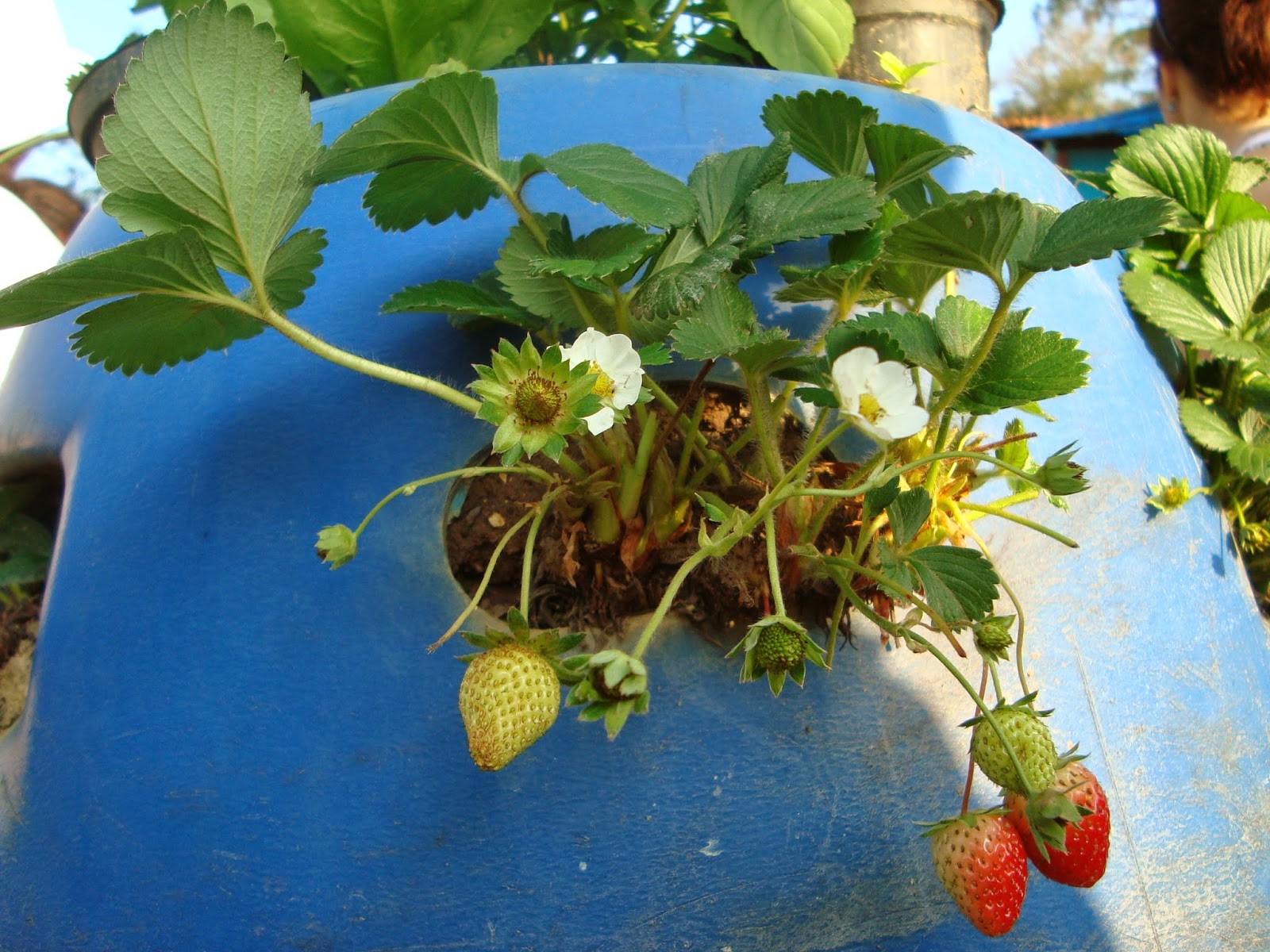Yokonoen Brasil: Agricultura Yoko