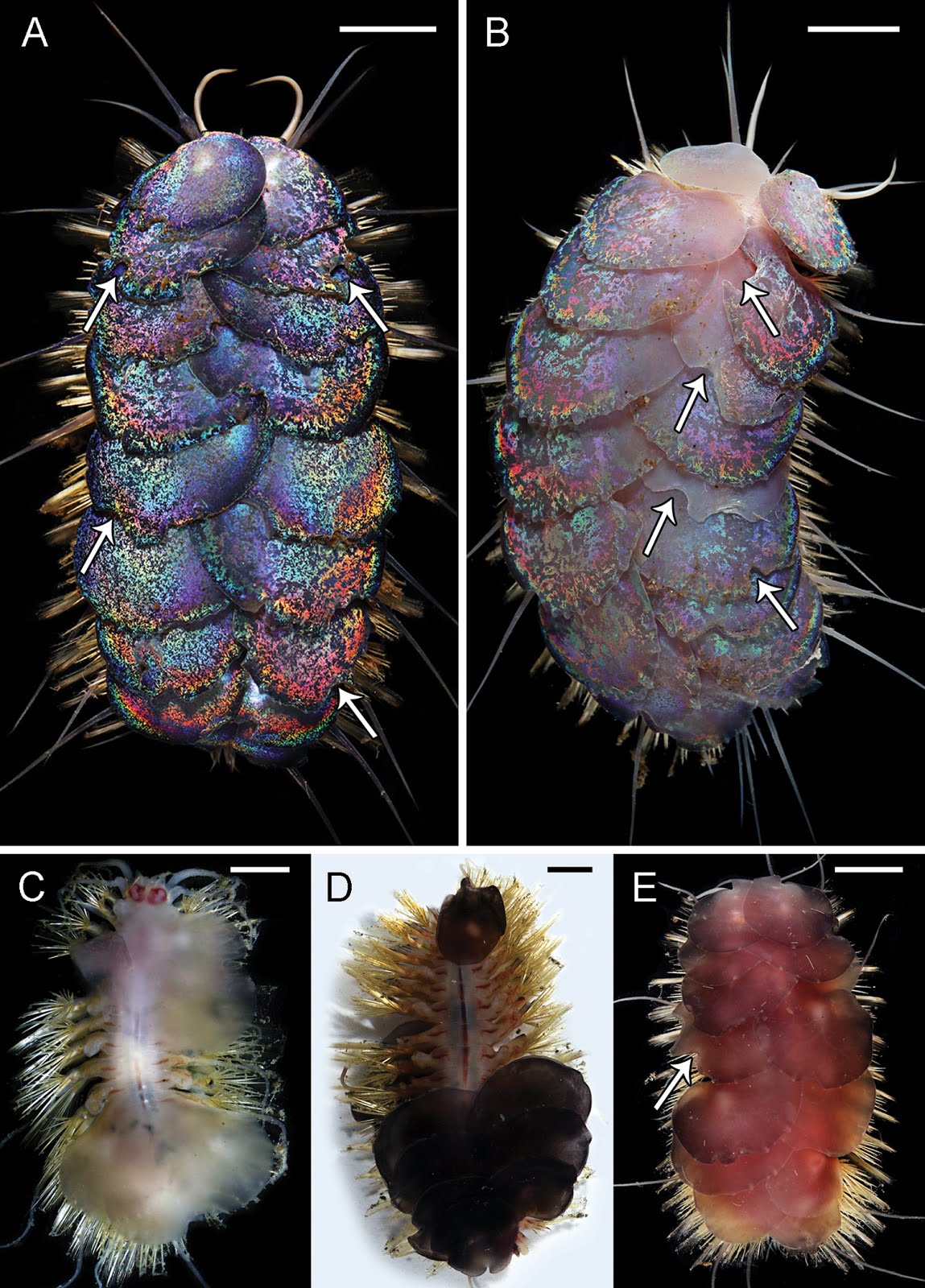 Species New to Science: [Invertebrate • 2020] Hungry Scale Worms ...