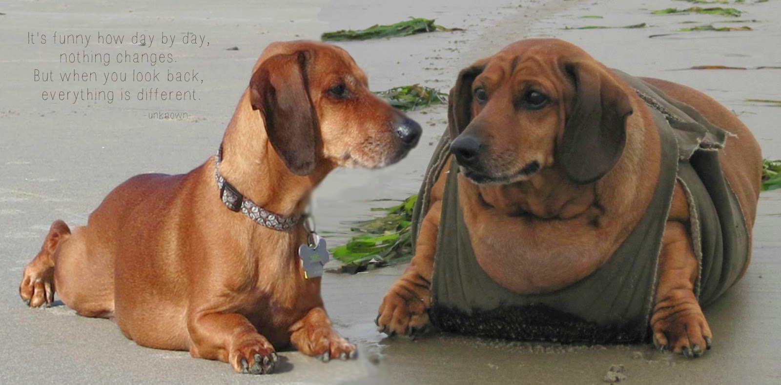 Conoce a "Obie" el pequeño perro obeso que bajo 25 kilos! - Seamos Mas ...