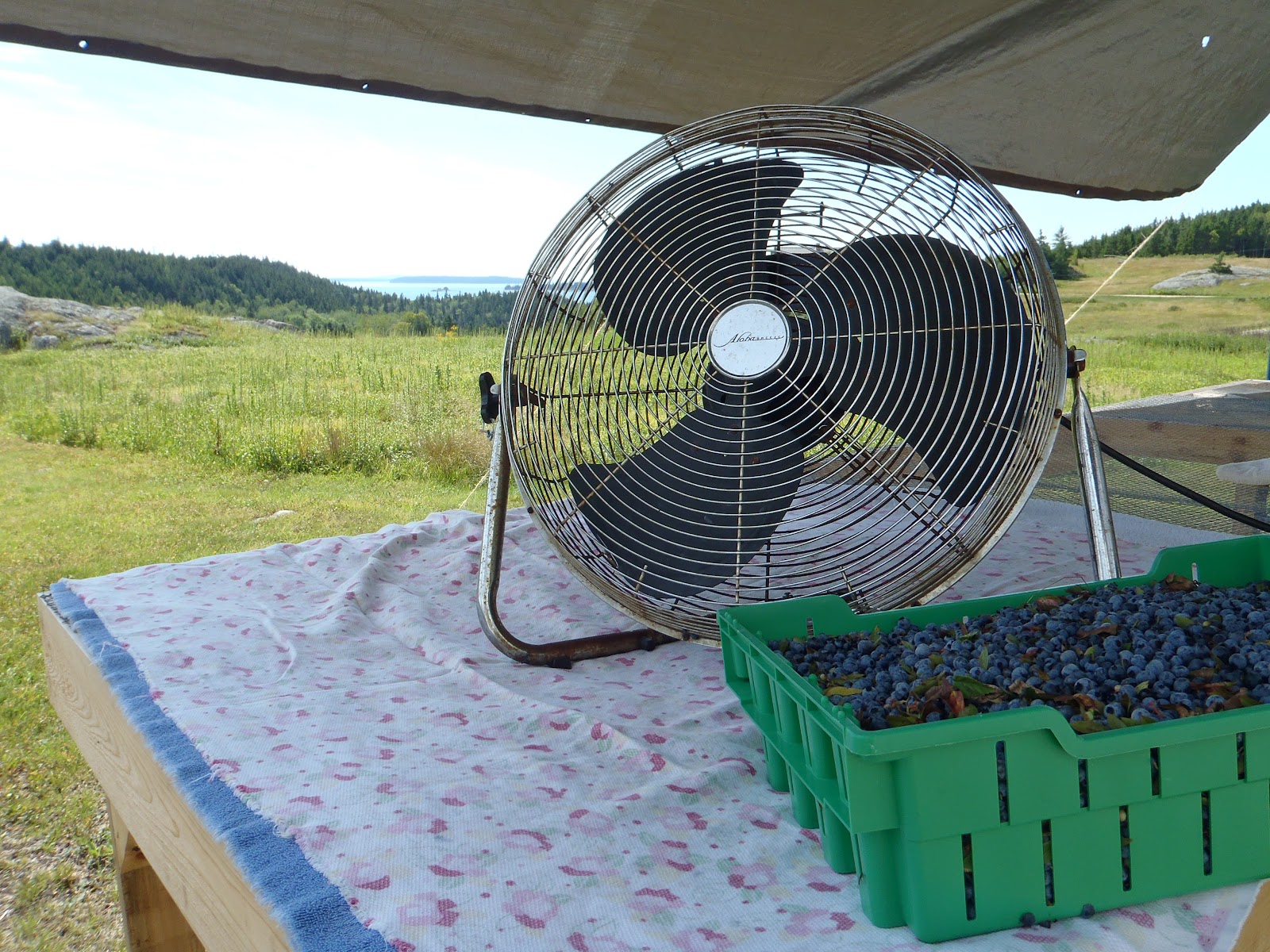 Have You Ever Picked A Carrot?: Wild Maine Blueberries: The King of Fruits