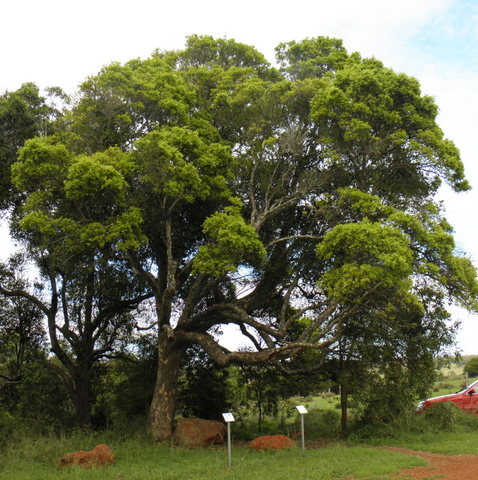 Franke Scrub: Birds in the scrub