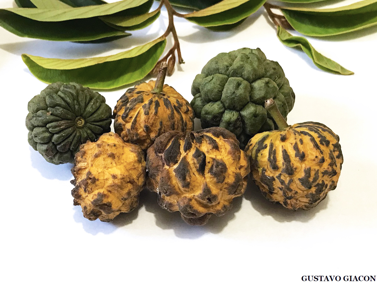 Viveiro Ciprest - Plantas Nativas e Exóticas: Araticum do Mato ou do ...