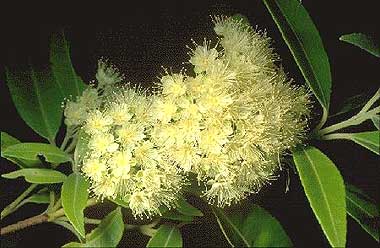 Prima Fleur Botanicals: Prima Fleur Essential Oil: LEMON MYRTLE