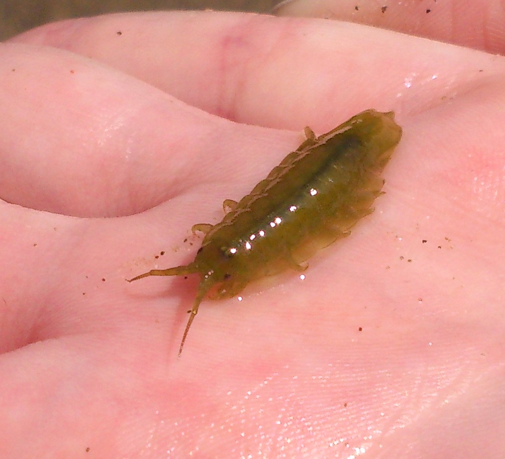 Lancashire and Lakeland Outback Adventure Wildlife Safaris: What on ...