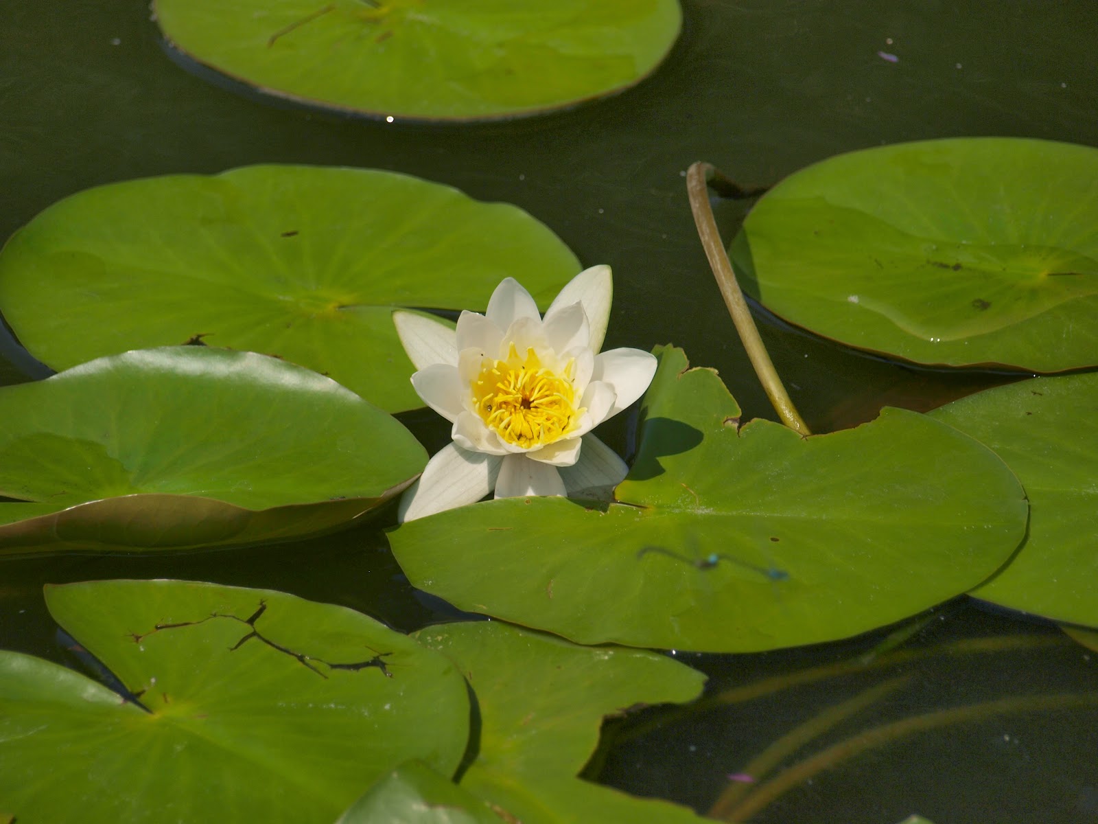 Flori de colt: Invitatie in Delta Dunarii – Sfantu Gheorghe