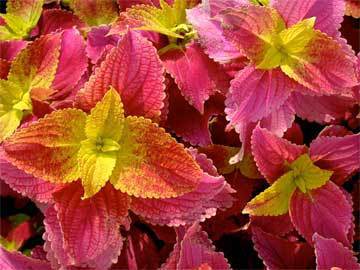 PlantsPedia: Small, Colorfull and Elegance, Coleus........