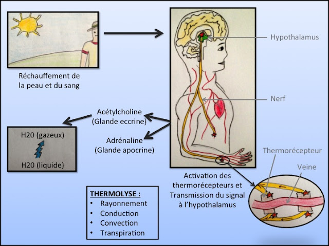 Il Faut Que Tu Transpires: Pourquoi transpire t-on