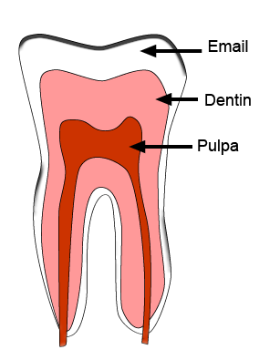 Bagian Gigi dan Fungsinya