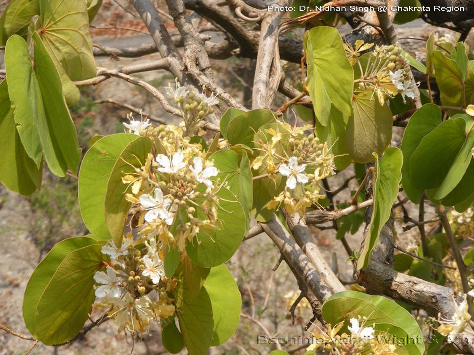 Medicinal Plants: Bauhinia vahlii Phanera vahlii Mahul Addachettu