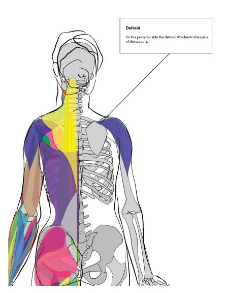 Paint Draw Paint, with Ross Bowns: Anatomy Basics:The deltoid