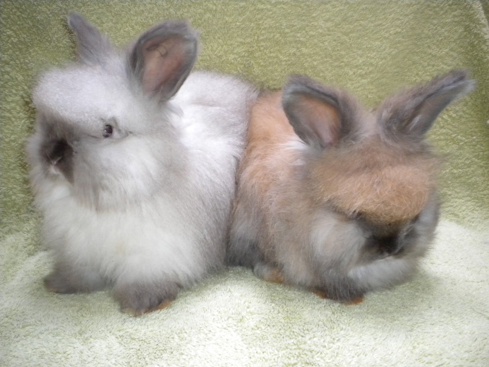 The Rabbitshepherd: Cutie Patooties