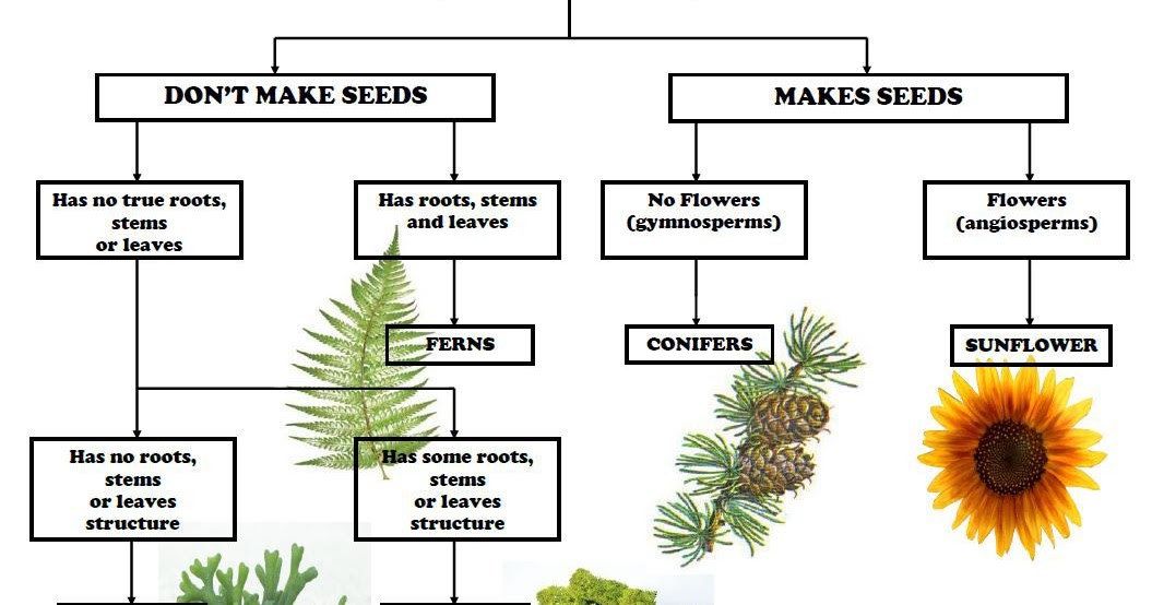 We are scientists!: 4.2. Classification of plants