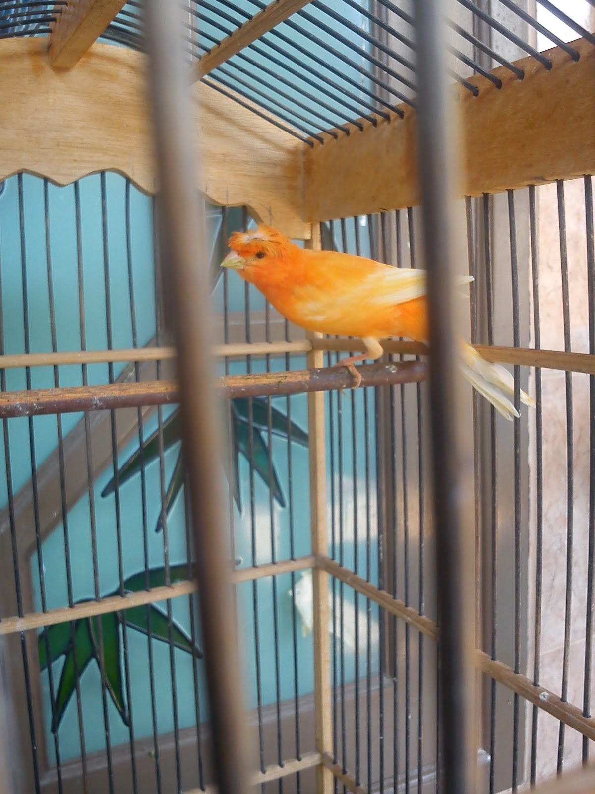 Kenari stafford lokal, kenari merah jambul - Trend burung