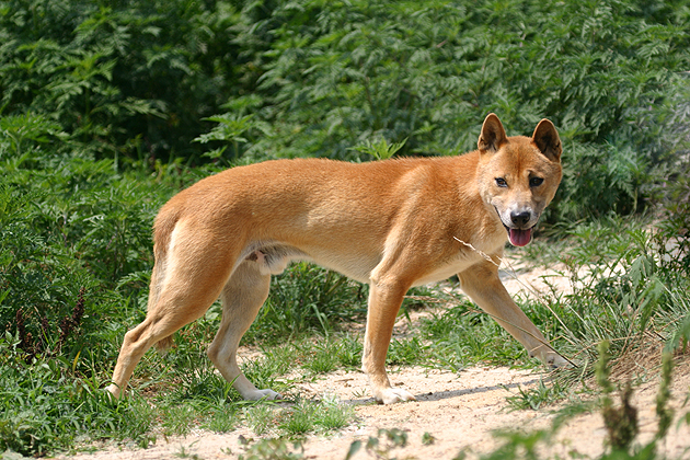 Save Our Nature Wildlife: New Guinea Singing Dog