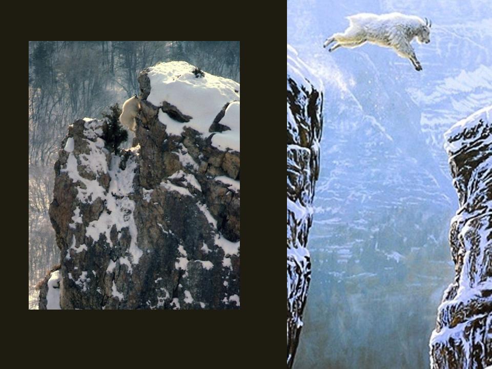 CLASA NOASTRĂ: [ FOTO ] CAPRA DE MUNTE