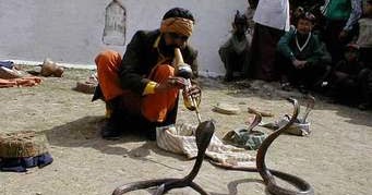 Most Venomous Snakes in Nepal