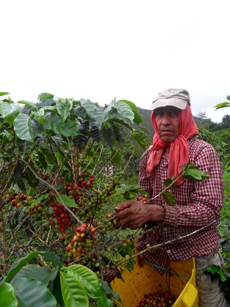 Noticias, Arte, Cultura y Turismo: Fotos paisajes de cafetales Colombia