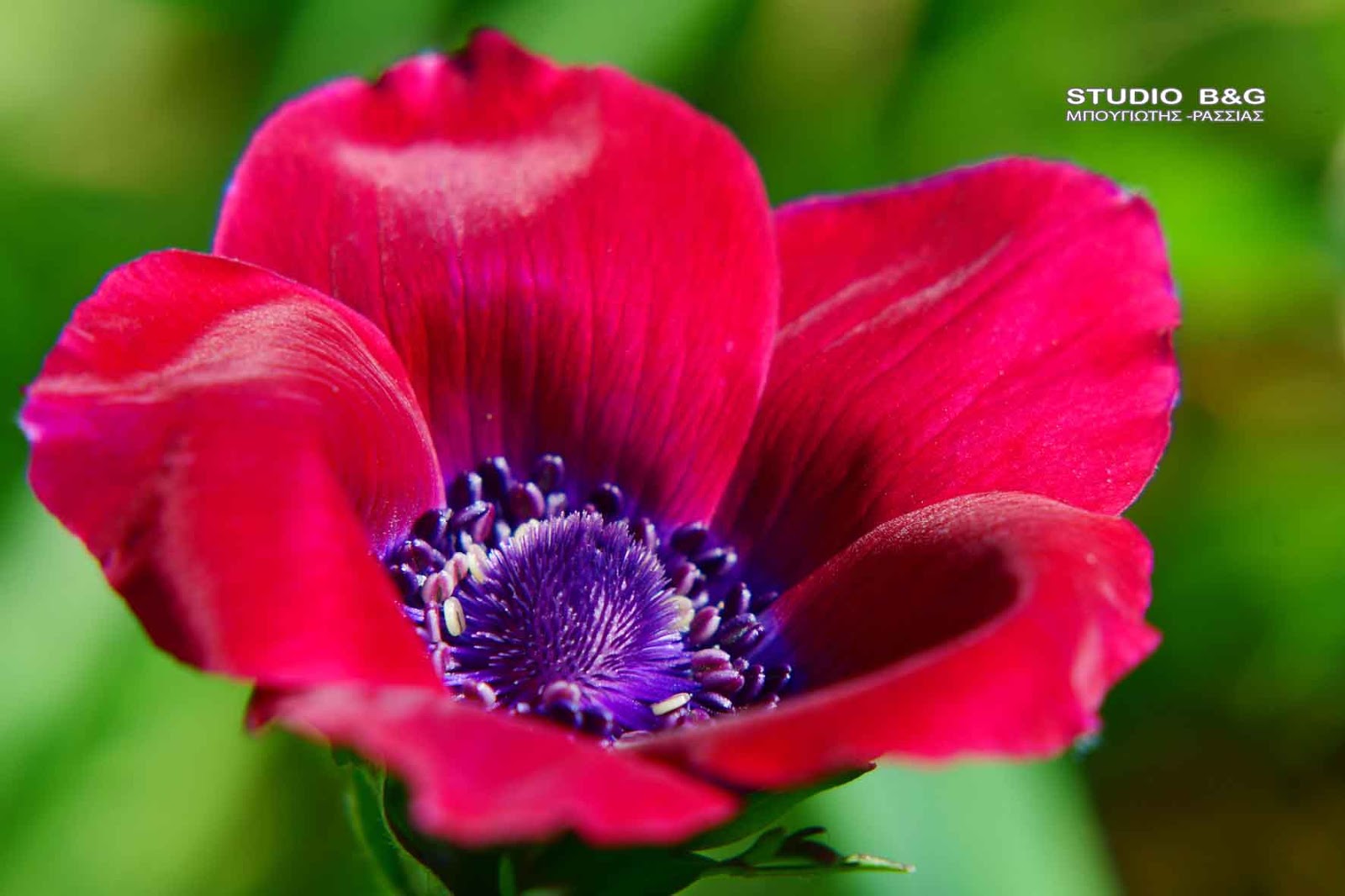 Η φωτογραφία της ημέρας: Σπάνια ανεμώνη άνθισε στο Ναύπλιο (βίντεο ...