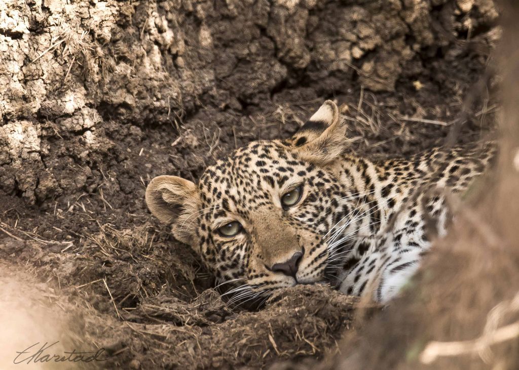 Elsen Karstad's 'Pic-A-Day Kenya': 2017