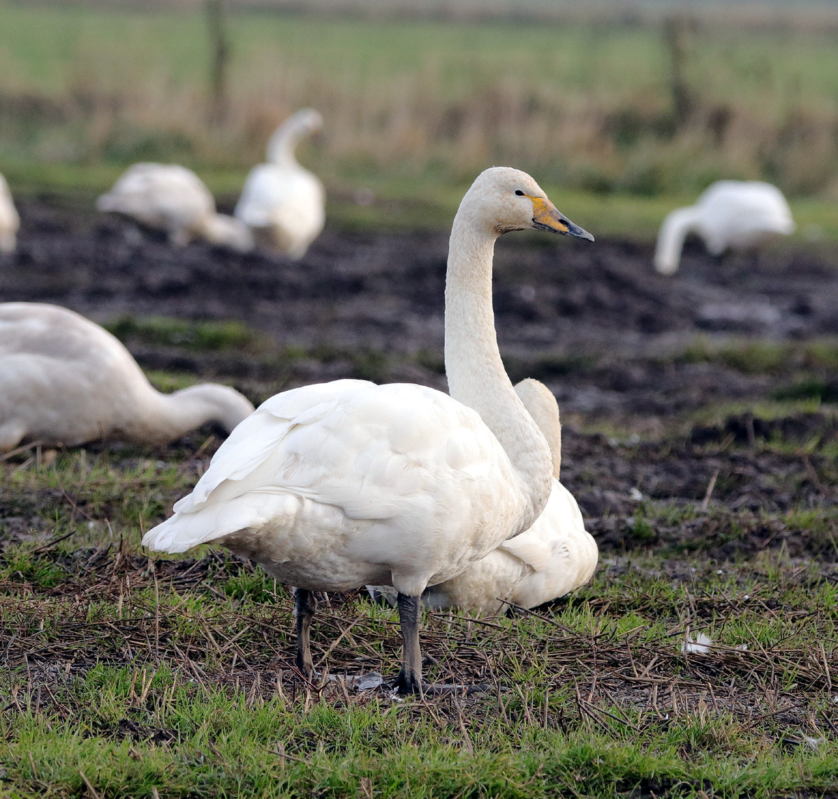 Another Bird Blog: Bright And Breezy