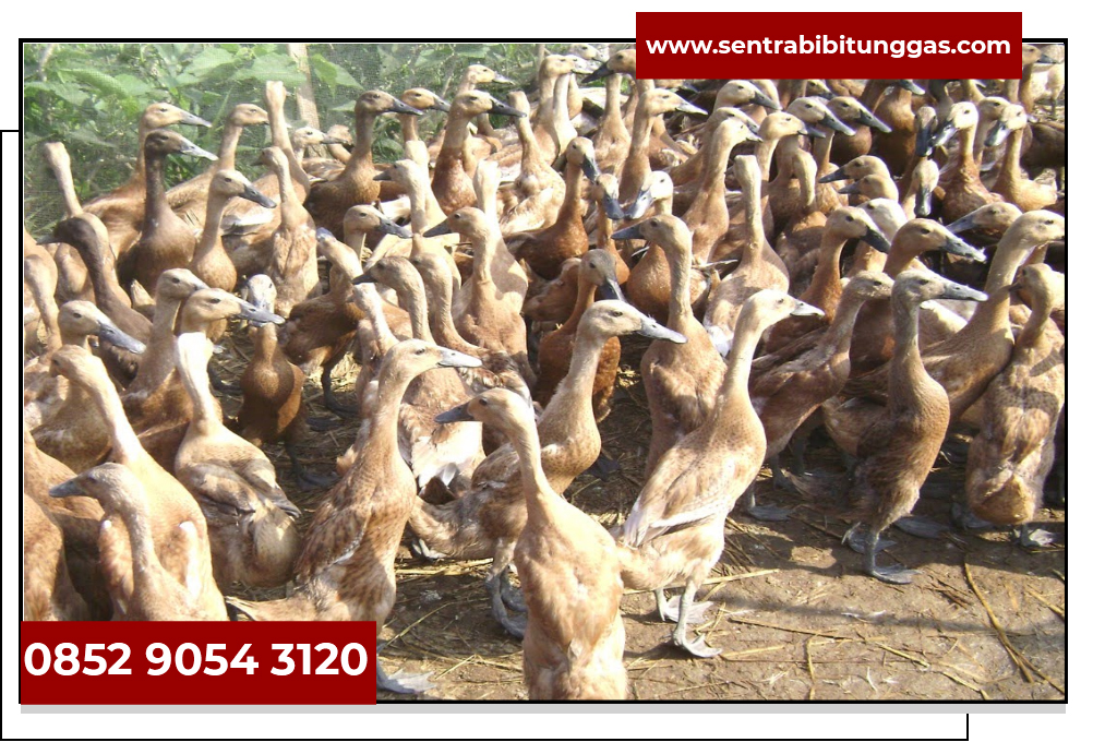 Harga Bibit Bebek Serati