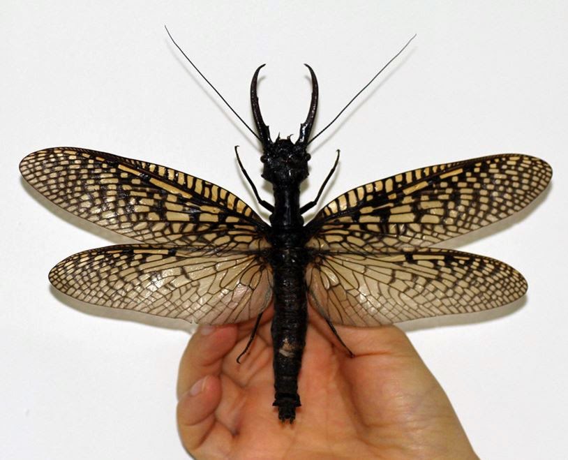 New giant insect discovered in China