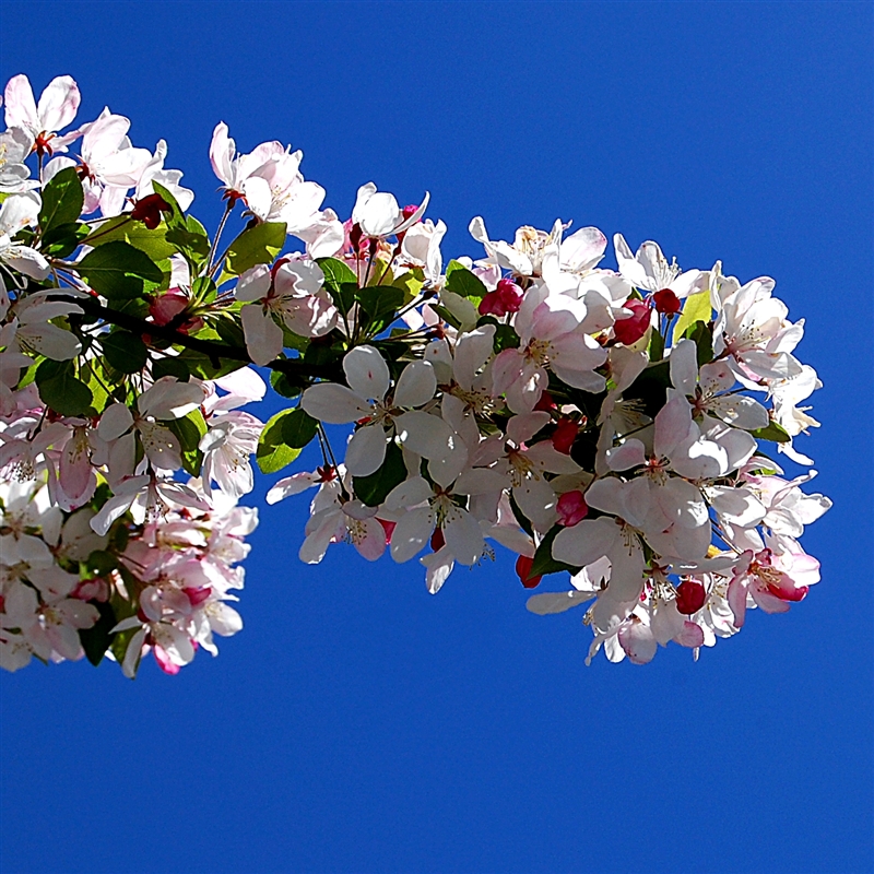 Capadia Designs: Fresh Spring Flowers and new beginnings