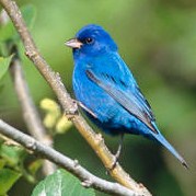 The Indigo Bird | Facts About All