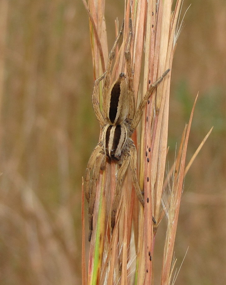 Bug Eric: Spider Sunday: Dotted Wolf Spider