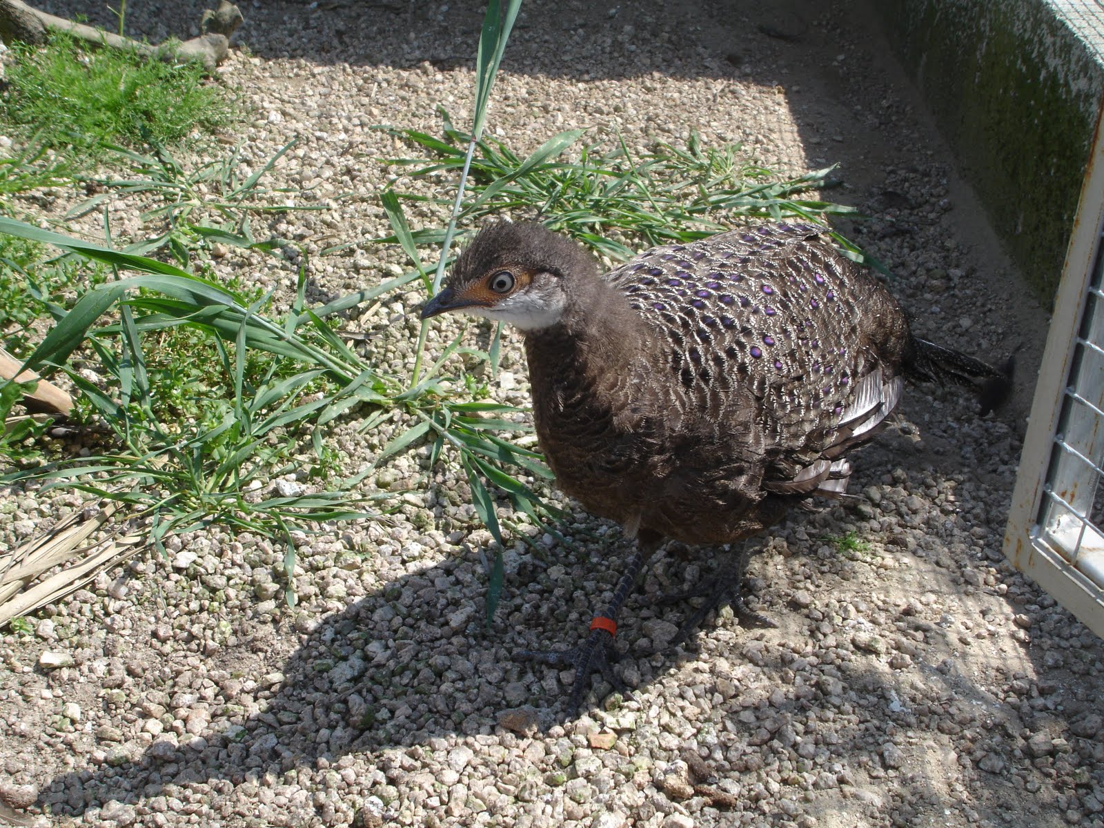 Parque das Aves: Faisão Chinquis
