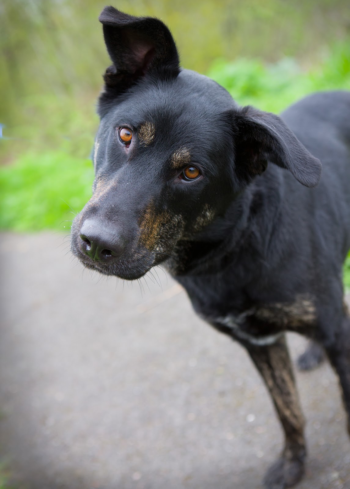 Shelter Dogs of Portland: "GRIMM" Big Dog Lovers Delight - handsome ...