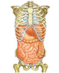 Anatomy of the abdominal | Extreme Weight Loss