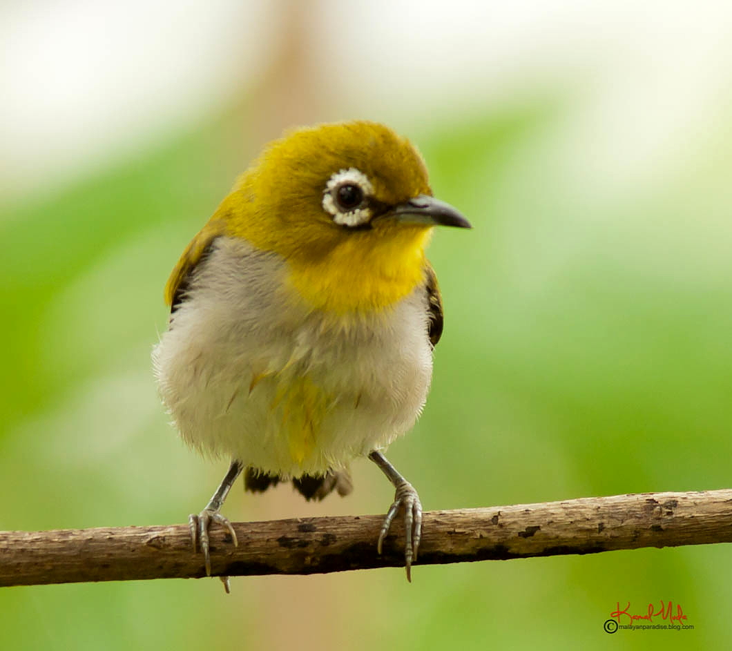 SOUTH EAST ASIA BIRDS - Malaysia birds paradise: August 2013