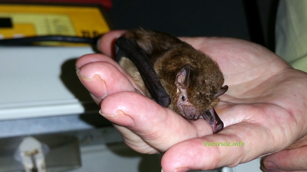 ABC and BCRQ Microbat training 08/03/2015