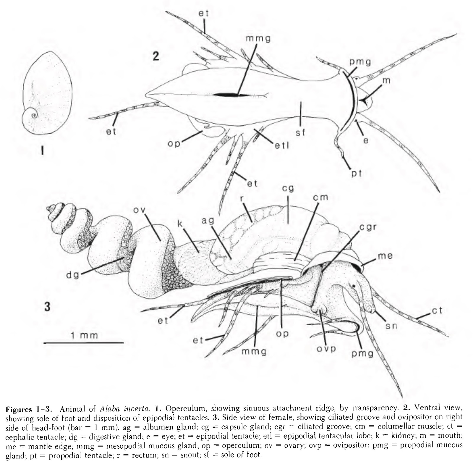 Neotropical Planorbid Snails With Apertural Lamellae I