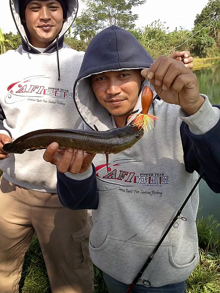 Mancing Mania Group Kaltim: Ikan Gabus