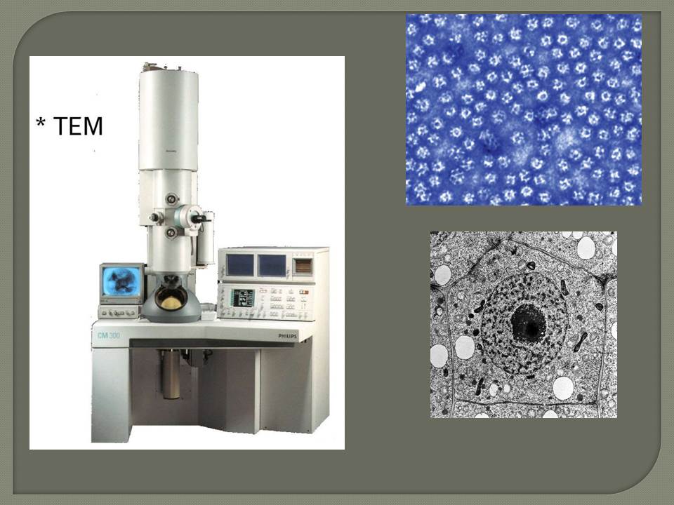 Macam-Macam Mikroskop dan Fungsinya Lengkap: Cahaya, Elektron, Digital ...
