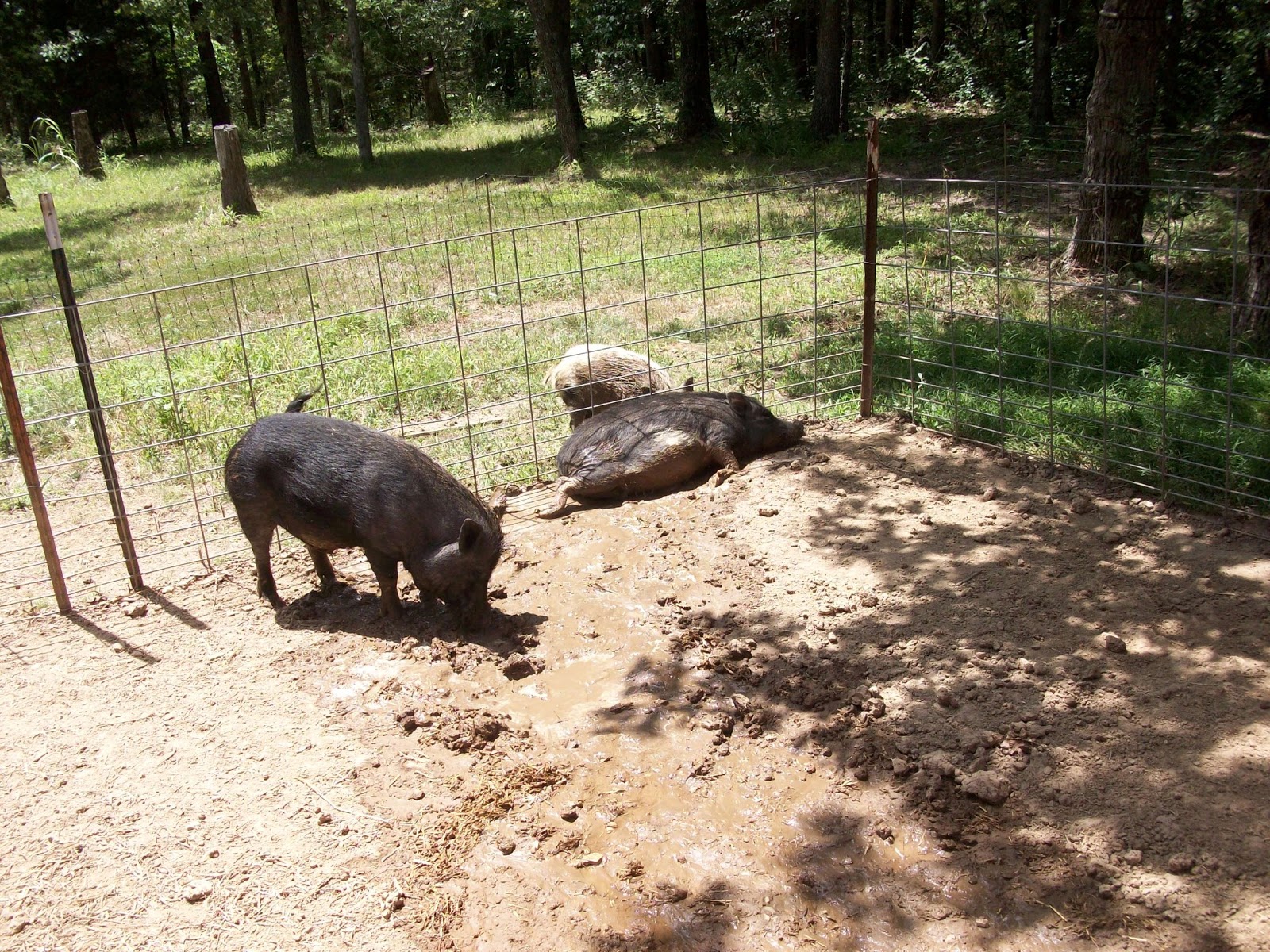 Sweet Pig Farm: Mud Diving Pigs