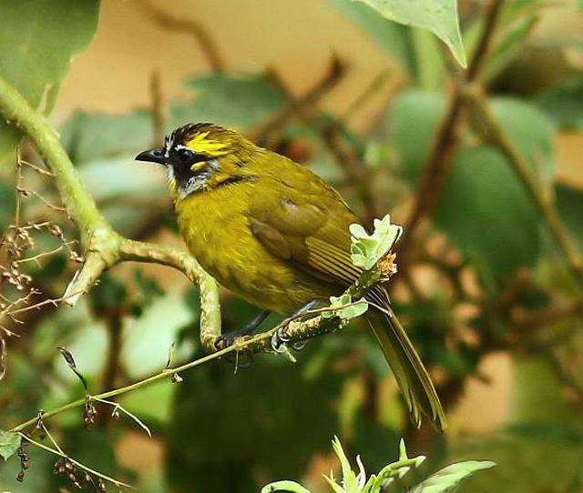 Sri Lankan Endemic Birds: Kaha kondaya - TheYellow-Eared Bulbul ...