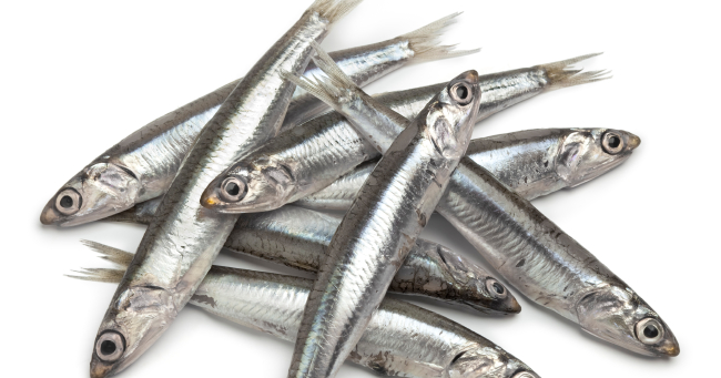 Swahili Land: dagaa (anchovy)