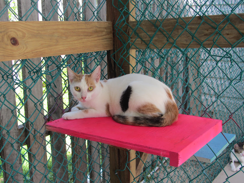 Let The Cats Play! A HUGE Cattery Donated to SAGA and How You Can Help ...