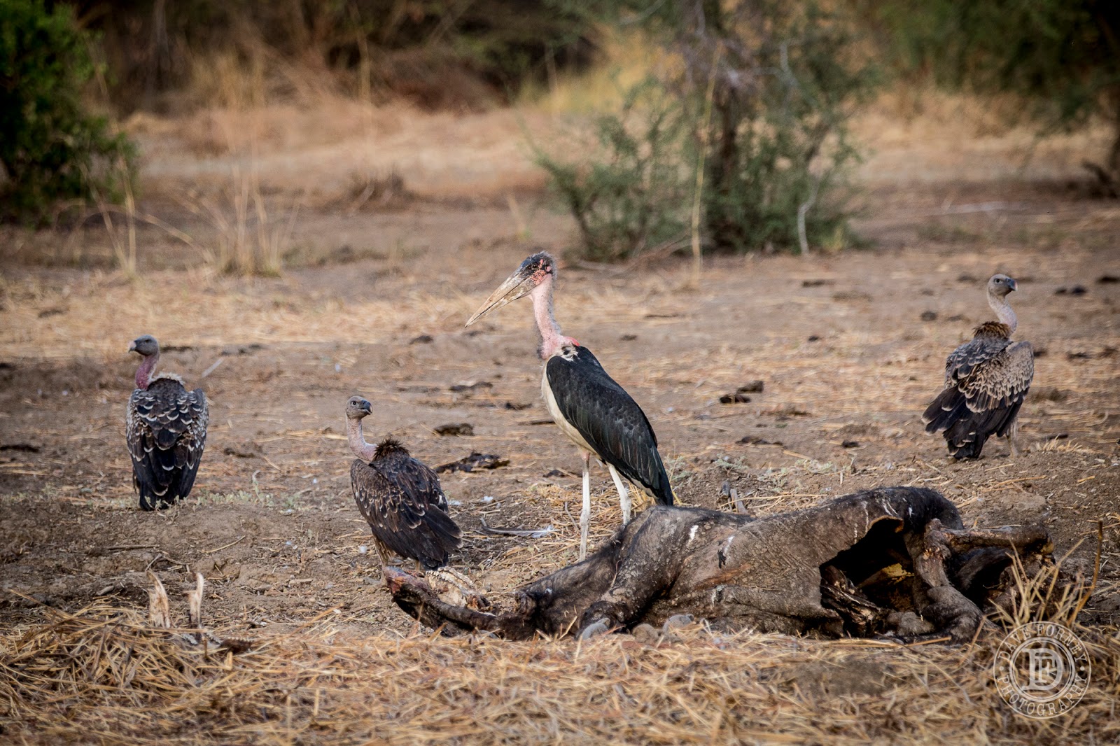 The Forney Flyer: Animal Encounters in Chad