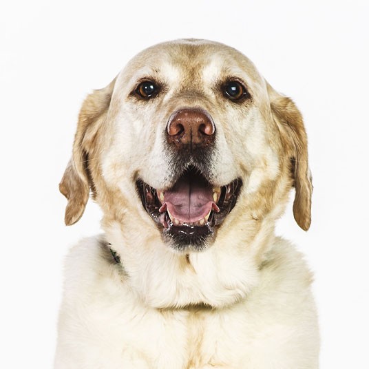 'Dog Face' by Barbara O'Brien (28 pics) | Amazing Creatures