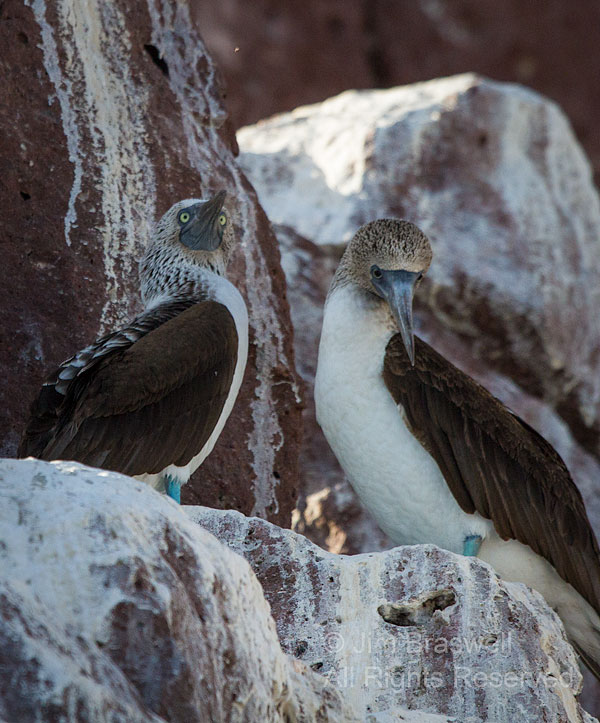 Birding Is Fun!: The Birds of Los Islotes (Baja, Mexico)