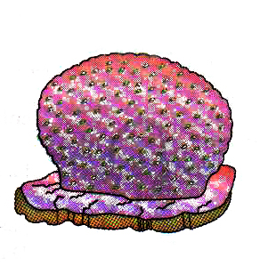 Sponges (Porifers)