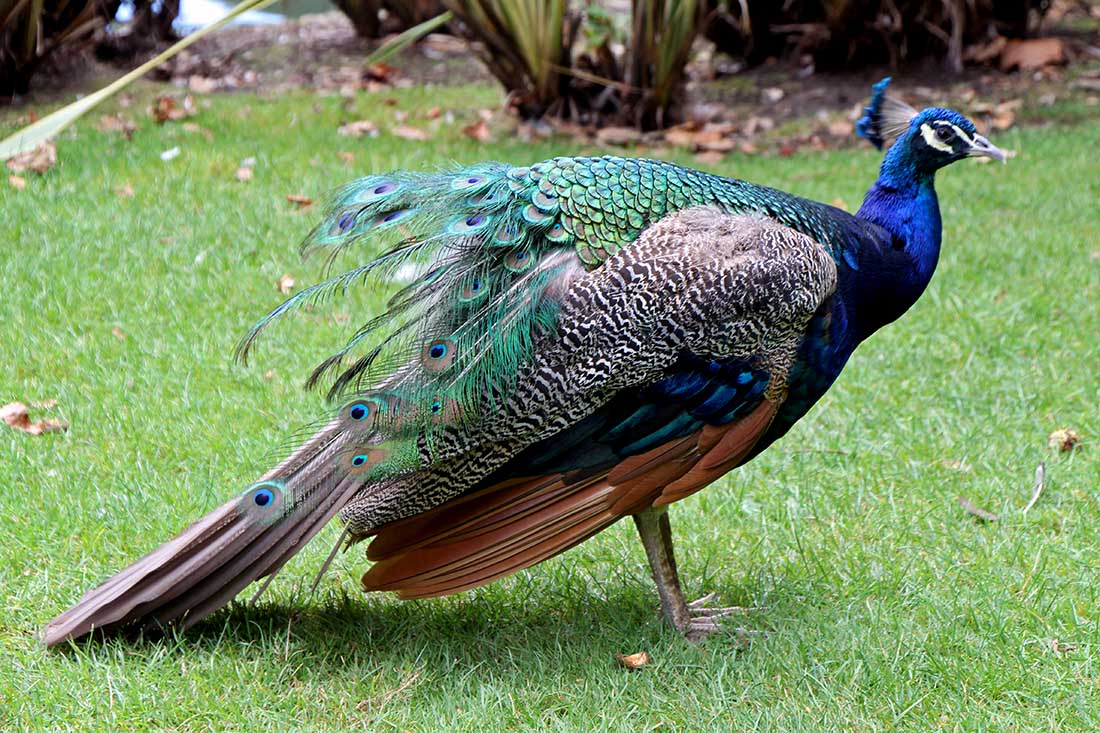 MIS VISTAS DEL MUNDO: Pavo real